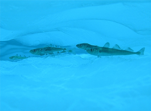 arctic cod size